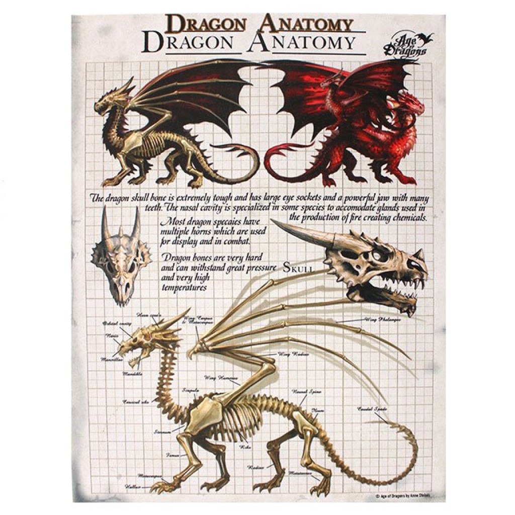 Dragon Anatomy Canvas Plaque (Small) - Eternal Goth